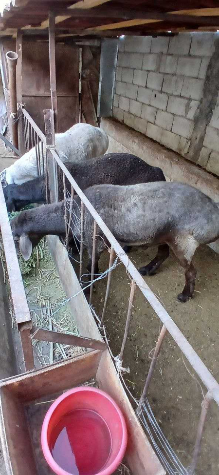 Qurbonlik uchun zotdor 100% soglom quchqor sotiladi
