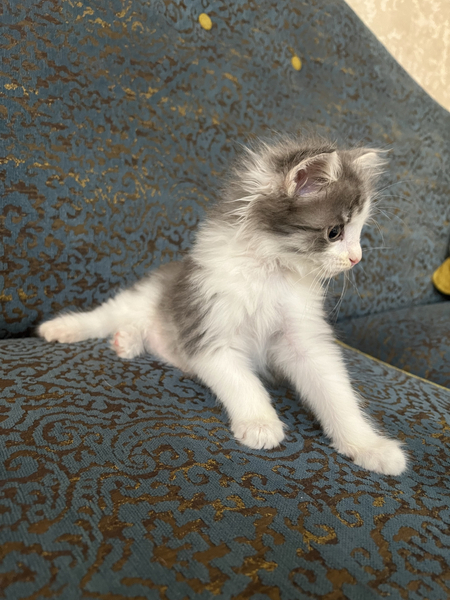 Котенок пушистый