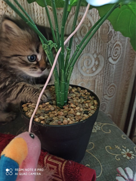 Котята продаются скотиш. страйтики