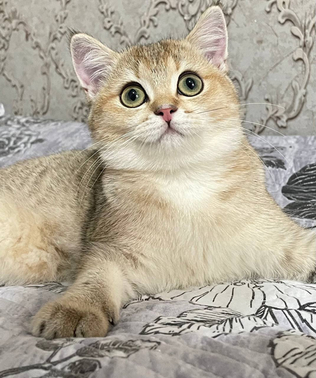 Британские котята золотая шиншилла
