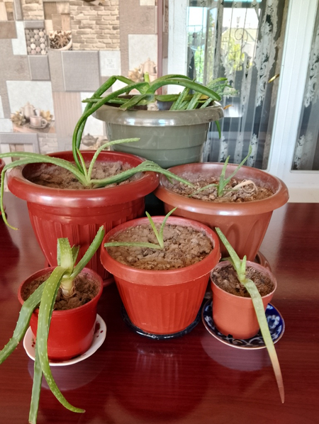 Gullar sotiladi arzon