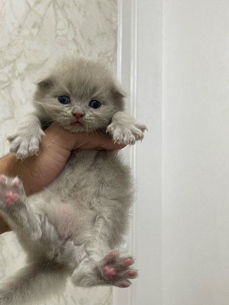Scottish fold Og'il bola 20 kunlik