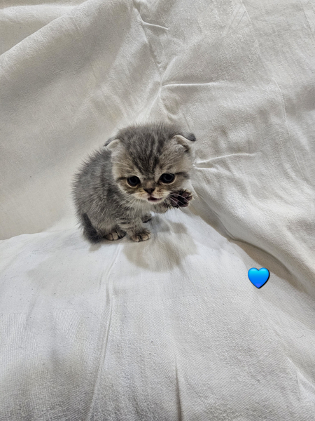 Котята Скотиш Фолд и Скотиш Страйт