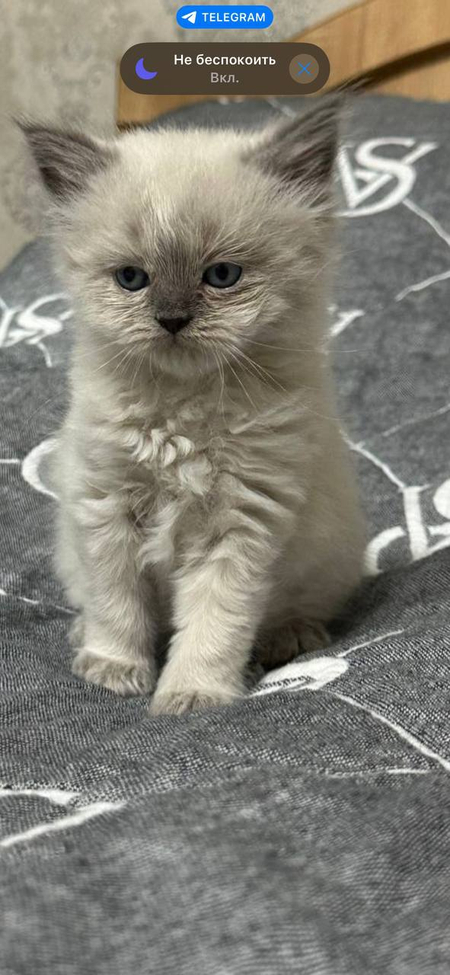 Продаются котята