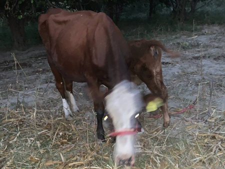 Ona bola sigir sotiladi birinchi qorin.