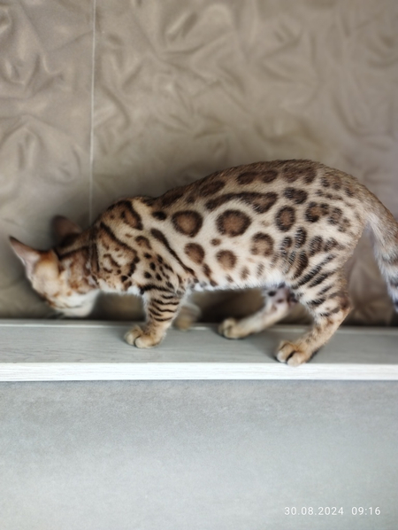 Бенгальские котята