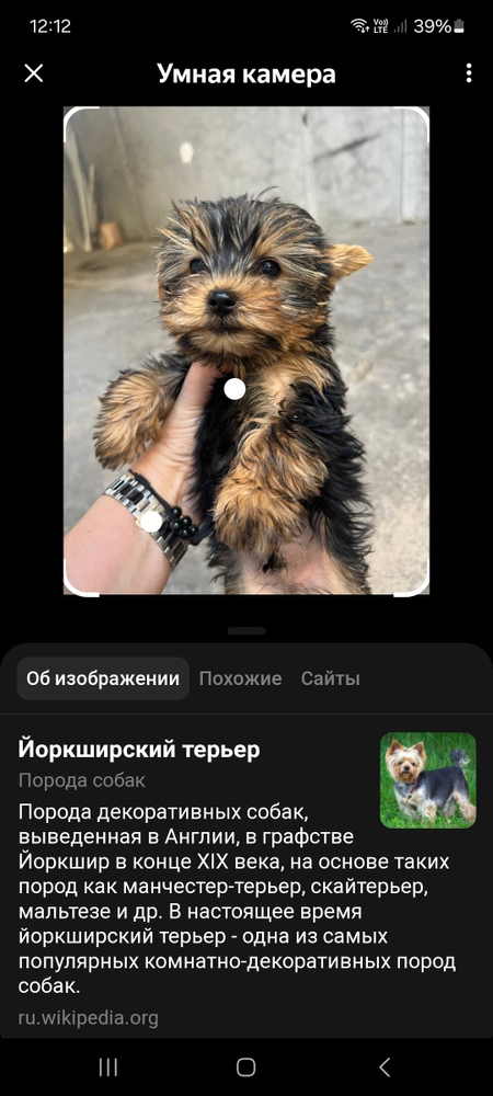 Йоркширский терьер