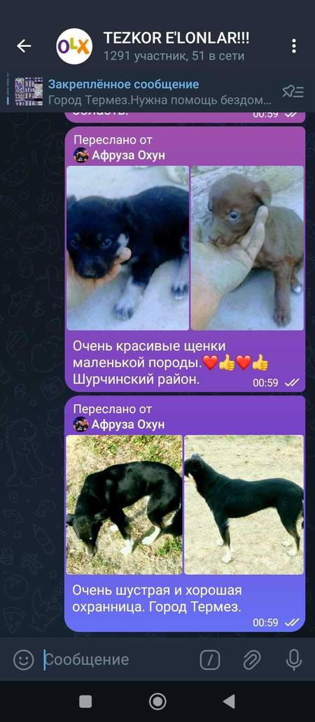 Собаки и щенки в городе Термезе!