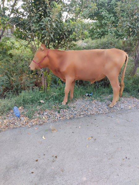 Buqacha sotiladi