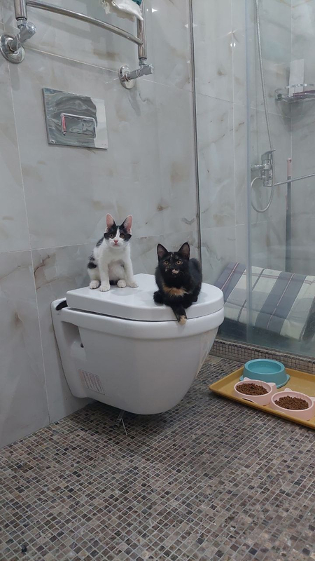 Котёнок девочка. Очень ласковая. В Ташкент