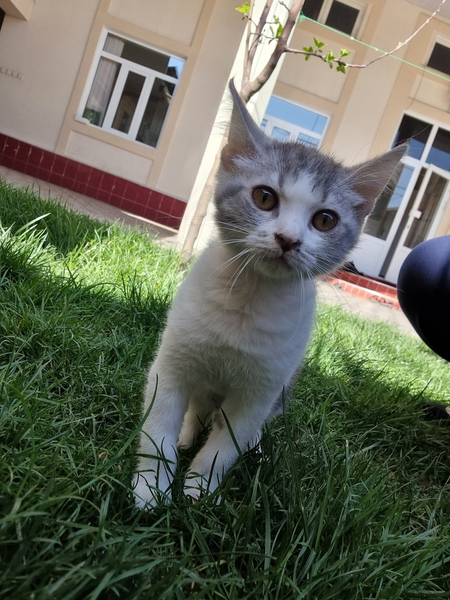 Mushuk bolasi 4 oylik uyda boqilgan zottor. Lotokka boradi juda aqlli