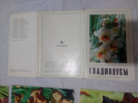 Коллекционные  открытки  ГЛАДИОЛУСЫ 1972 год