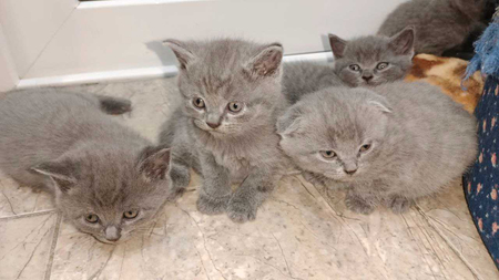 Продаётся котята