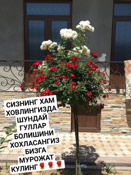 Танаси тиконсиз наматакка ГОЛЛАНД атиргуллар уланган штамб атиргуллар