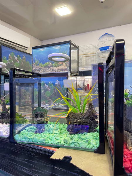 Akvarium va baliq dokoni