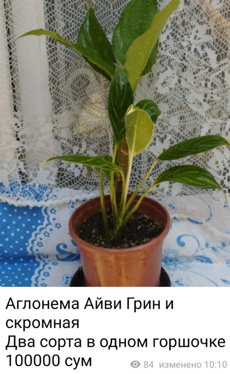 Продаются аглонемы