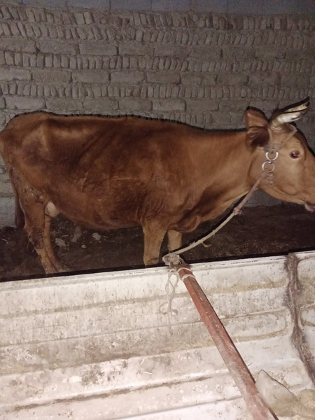 Ona bola sigir  sotiladi