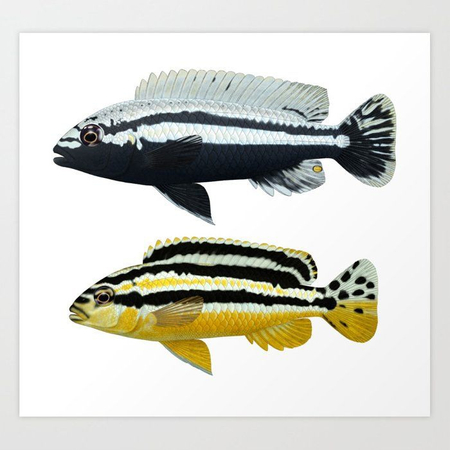 Melenochromis Auratus  malki