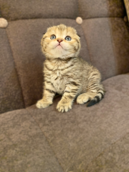 Вязка Кот Шотландский вислоухий