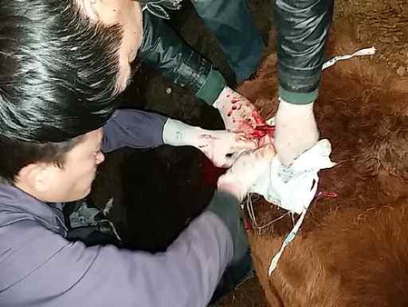 Ветеринар Veterinar