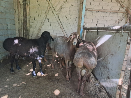 Qassob. Uz Qochqorlar bor siz xoxlagan kg.. Tez, sifatli, toza,  xalol