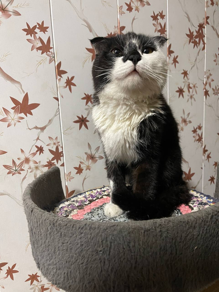 Котик вислоухий , 6 месяцев, к лотку приучен