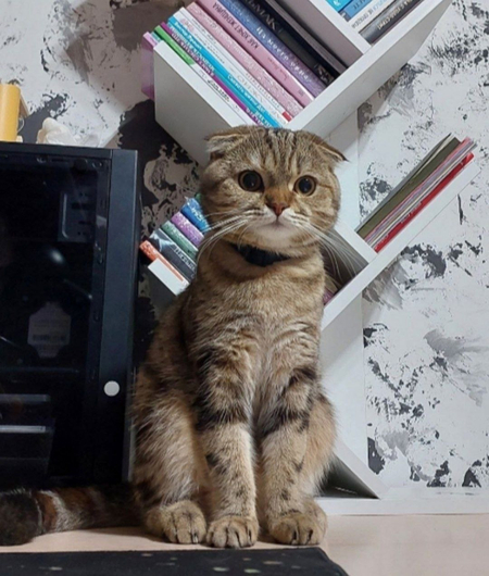 Шотландский котёнок страйт девочка