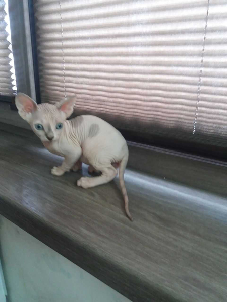 Продаются котята