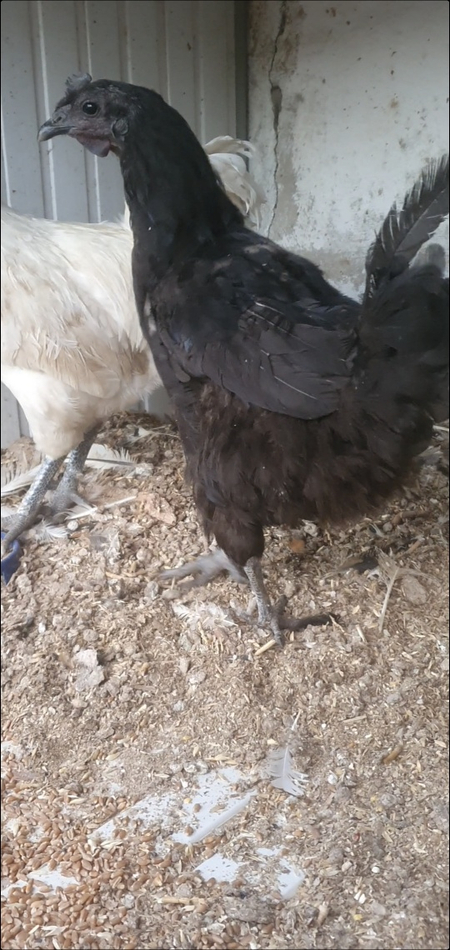 Uxayoli bir para kok tuxum qiladigani soglom narsala