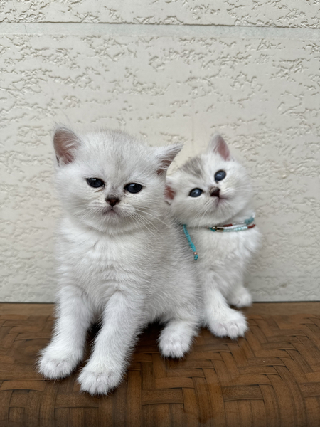 Серебристый шиншилла кошка