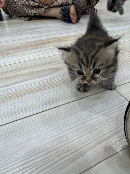 Котята смесь скоттиш фолд и шиншилла