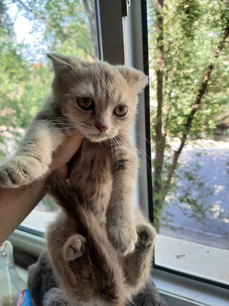 Скотиш фолд мальчик девочка