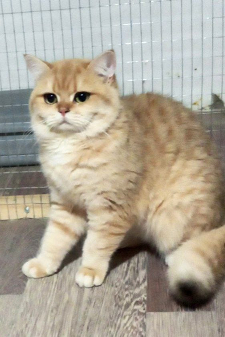 Продаю британского золотого кота