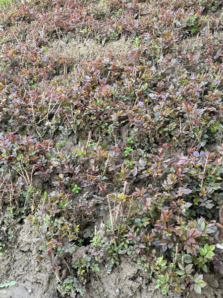 Atirgull koʻchati choʻrniy