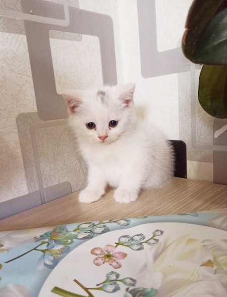 Продаются скоттиш фолды и страйты.