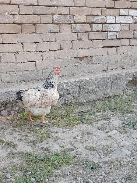 Brama  ho'roz qora mramr ho'roz 250min tovuqlar150 min