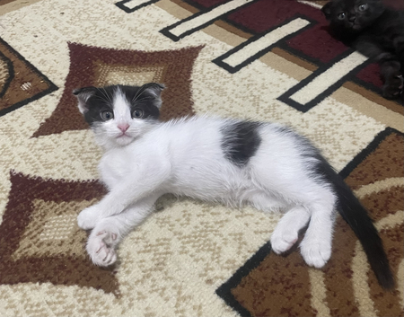 Дадим котята на хорошие руки