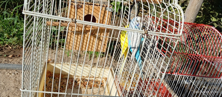 Продам волнистых попугаев