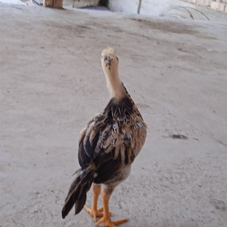 Zotli kulangi joʻjamiz sotiladi.Kelishtirib beraman