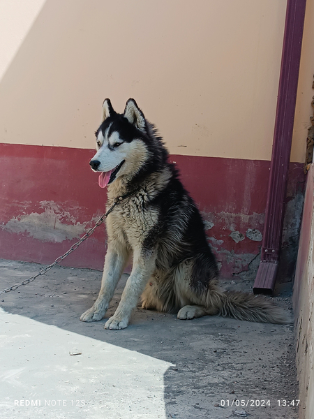 Sotiladi Haski oʻgʻil bola