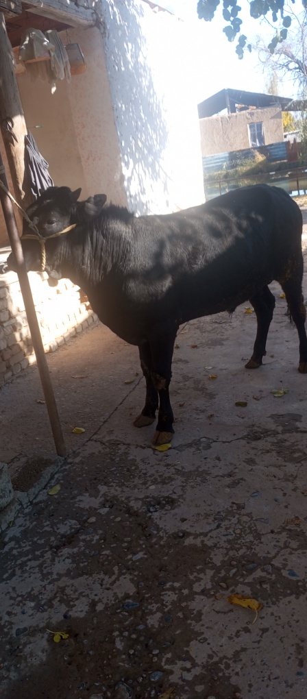 Buqa sotiladi nazarbeda