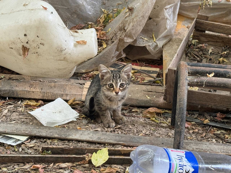 Котёнок / mushuk bolasi