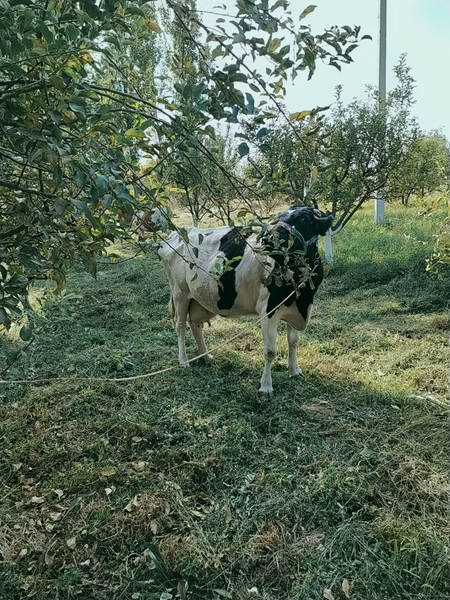 Bogoz sigir sotiladi