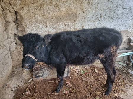 Buzoq urg'ochi Gertruda