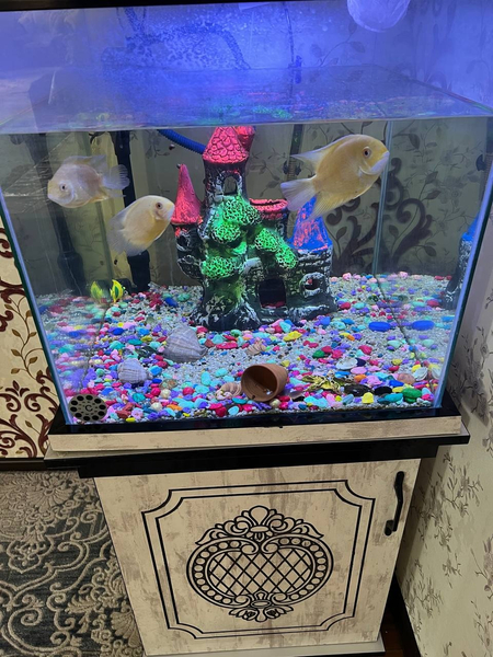 Akvarium full baliqlari bilan