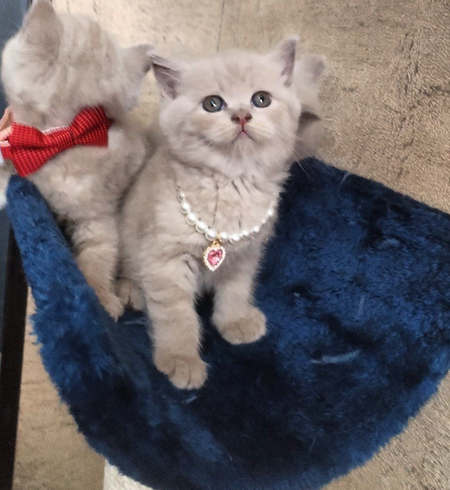 Котята Скоттиш 1.5 мес!