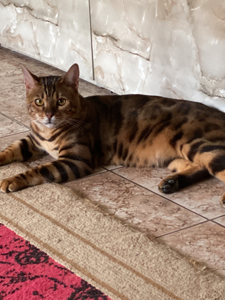 Bengal mushugi 2yoshdan otkan