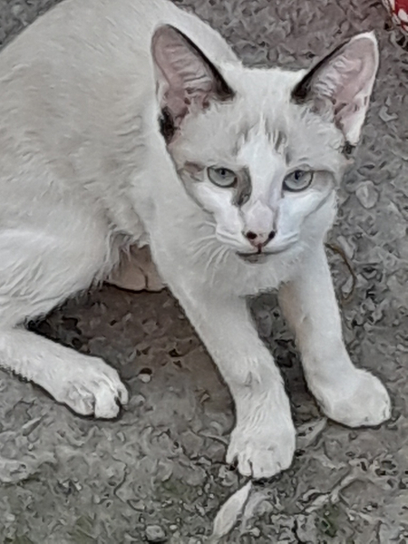 котик  ищет  дом