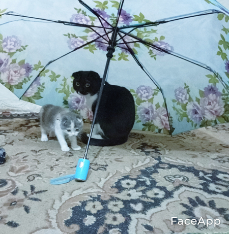 Продаются котята