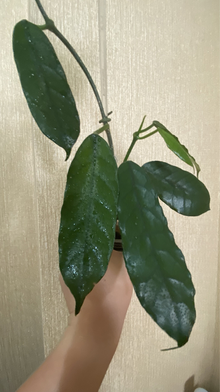 Хойя Villosa Long leaf